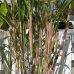 How to Grow Sugar Cane - Simple, Easy Tips for Growing in Many Climates