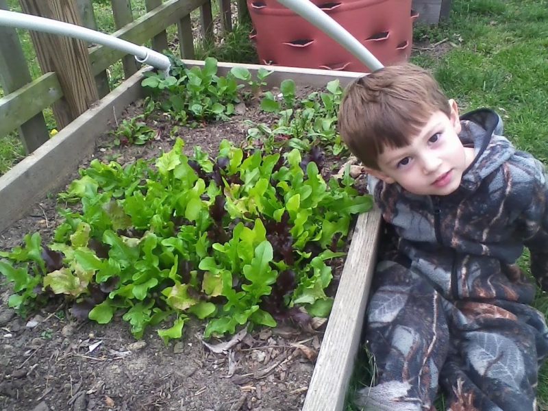 3 Cole Crops - Lettuce, Broccoli, Spinach That you Should Seed in Early ...