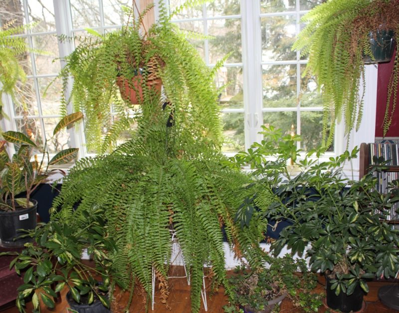 Pot Latch Plant Holder