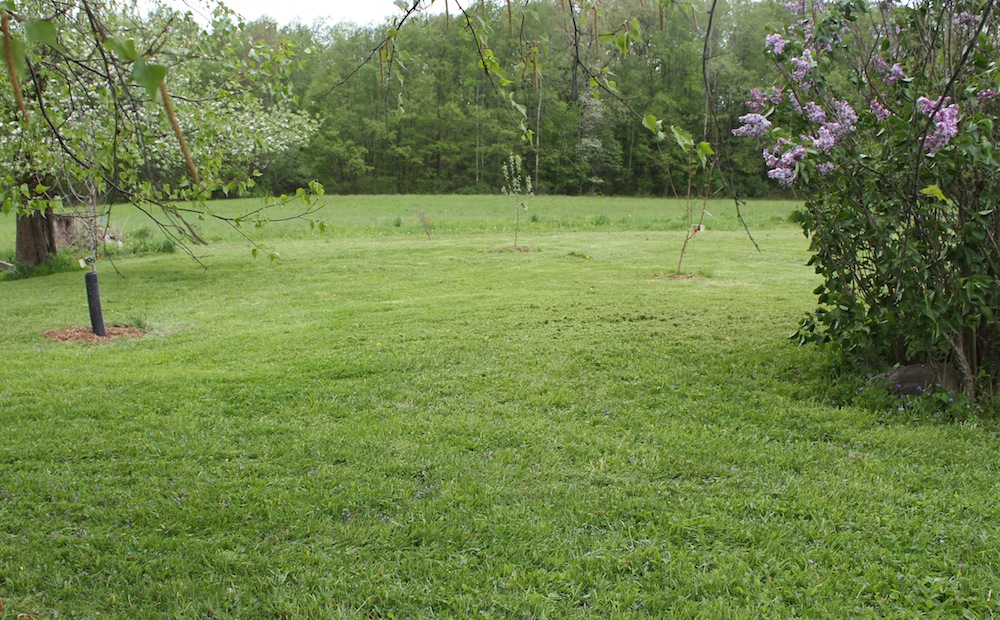Spring Yard Care Tips - What Your Yard Needs Right Now