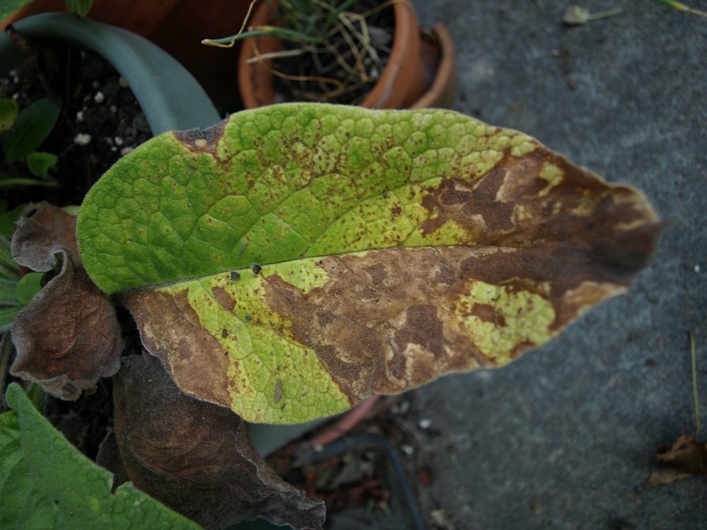 More Garden Problems