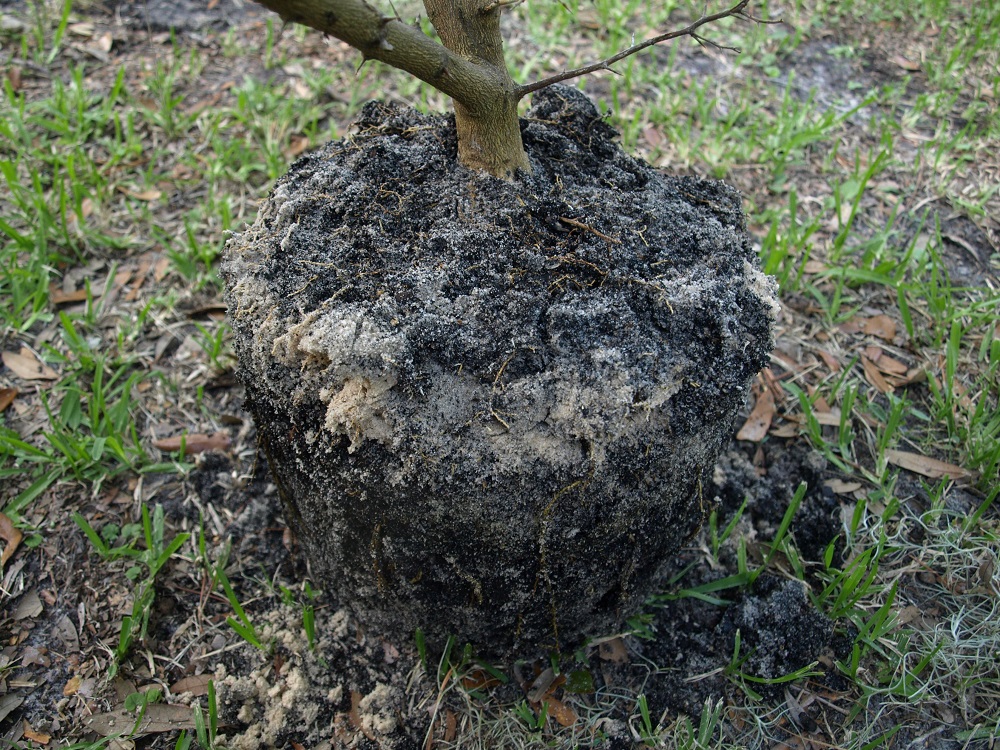 How to Transplant Plants