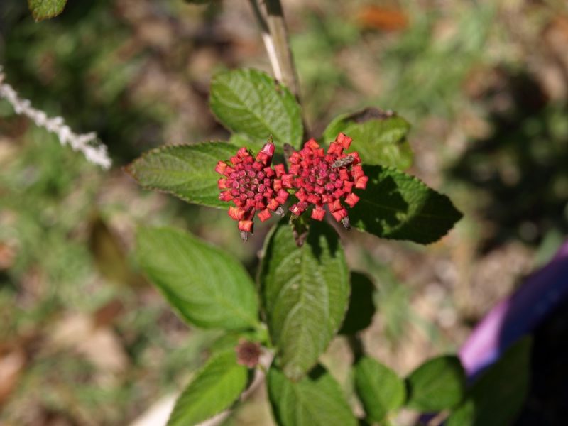 How to Grow Lantana - The Summer Survivor - Home Fixated