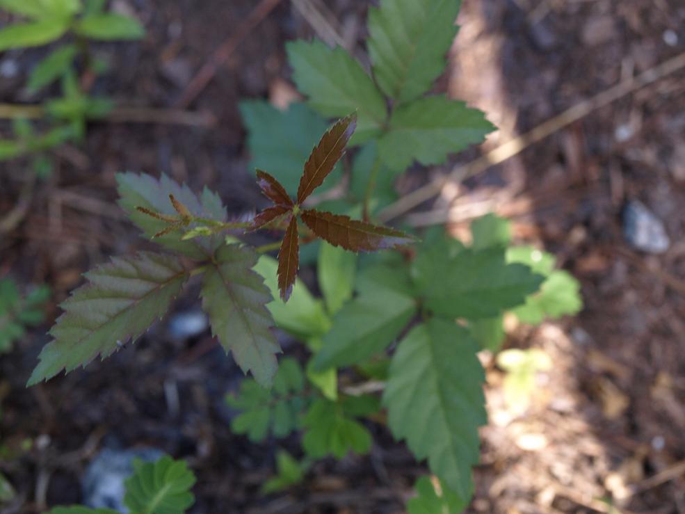 A Quick Fix to Low Spots in Your Garden - Home Fixated