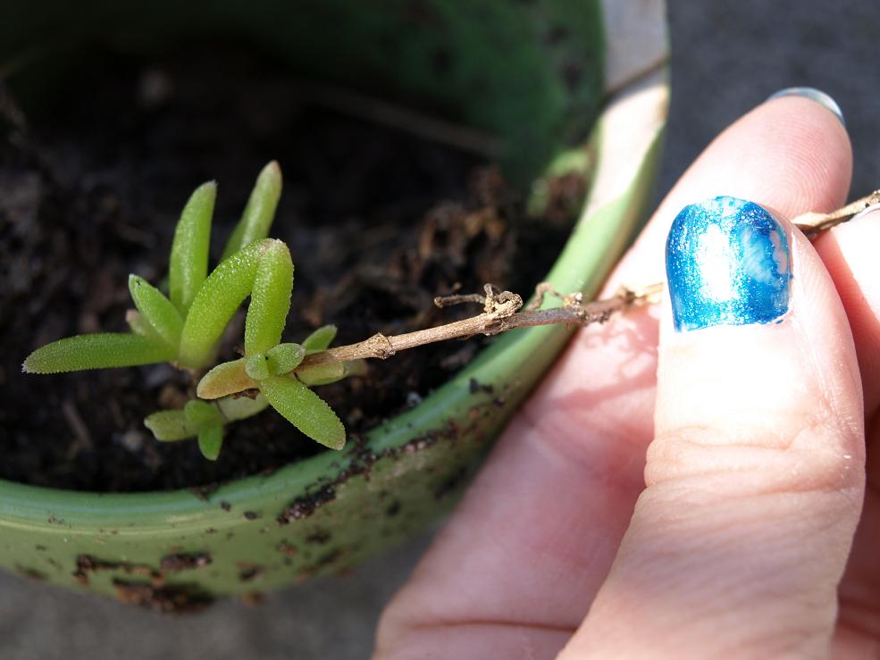 Multiplying Your Plants - A Low Cost Equation - Home Fixated