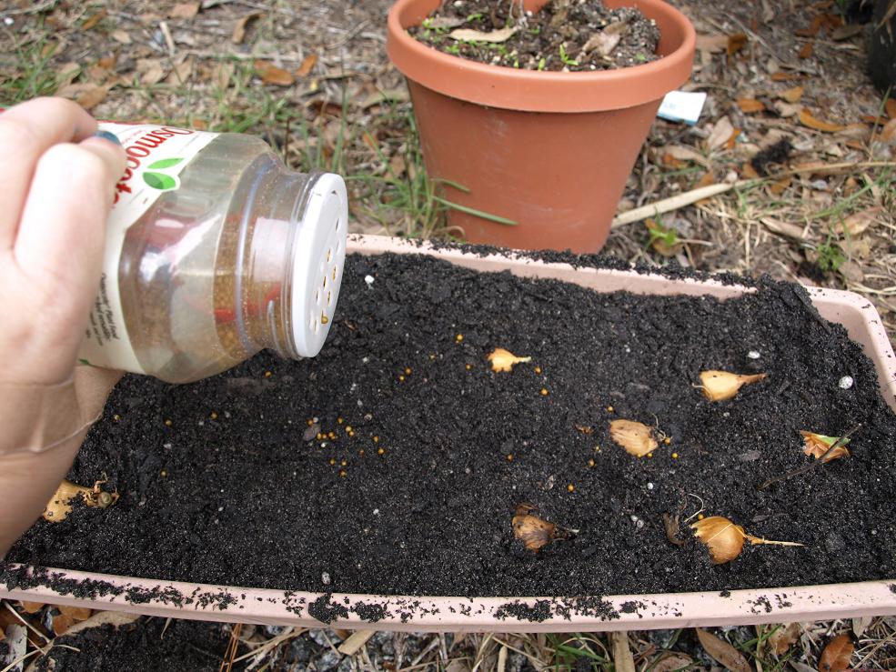 Creating Bulb Containers for a Spring Flower Show - Home Fixated