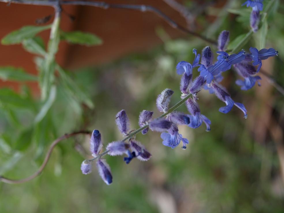 Picking Plants - How a Choosy Gardener Can Make Good Plant Choices