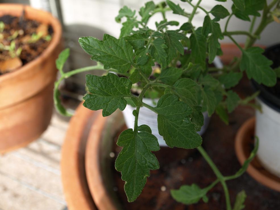 Picking Plants - How a Choosy Gardener Can Make Good Plant Choices