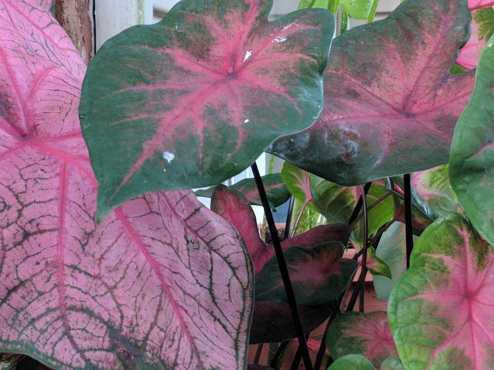 How to Grow Caladiums - Gardening Tips and Tricks for this Tropical Plant