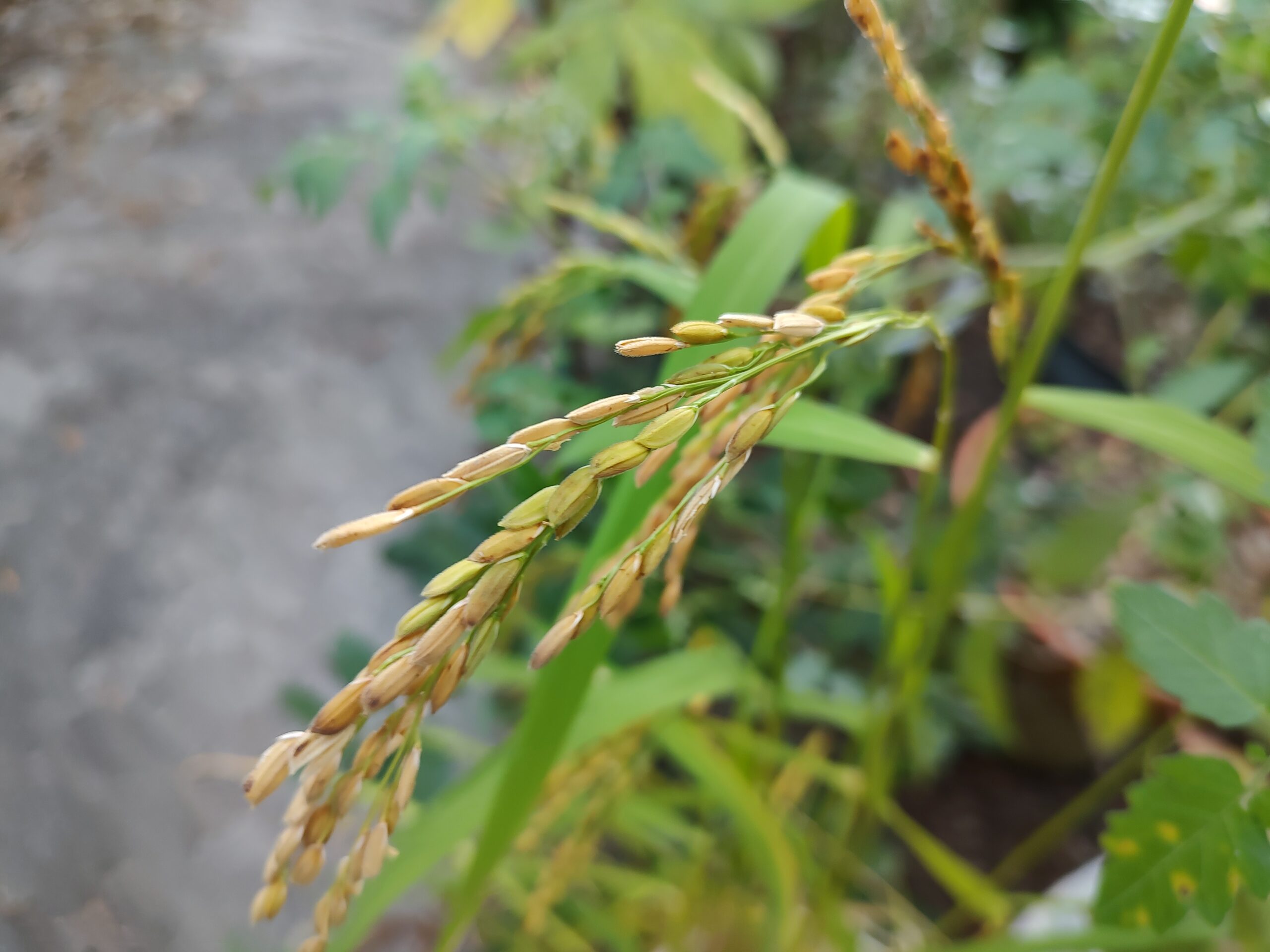 Growing Rice at Home - Home Fixated